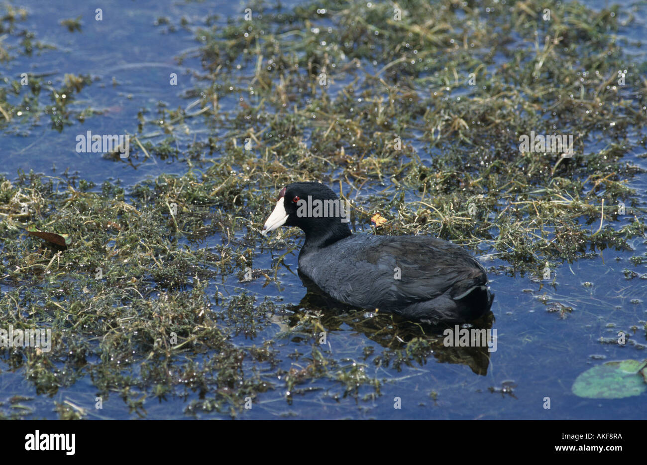 American Coot Fulica americana Florida Stock Photo - Alamy