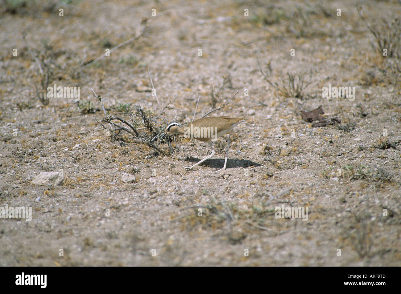 Cursorius rufus hi-res stock photography and images - Alamy