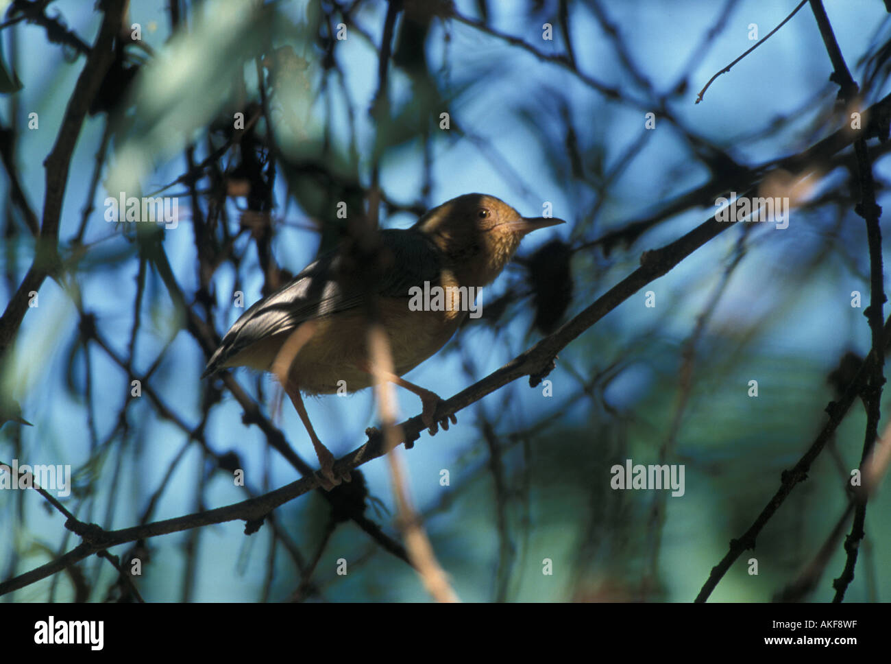 Sylvietta whytii hi-res stock photography and images - Alamy