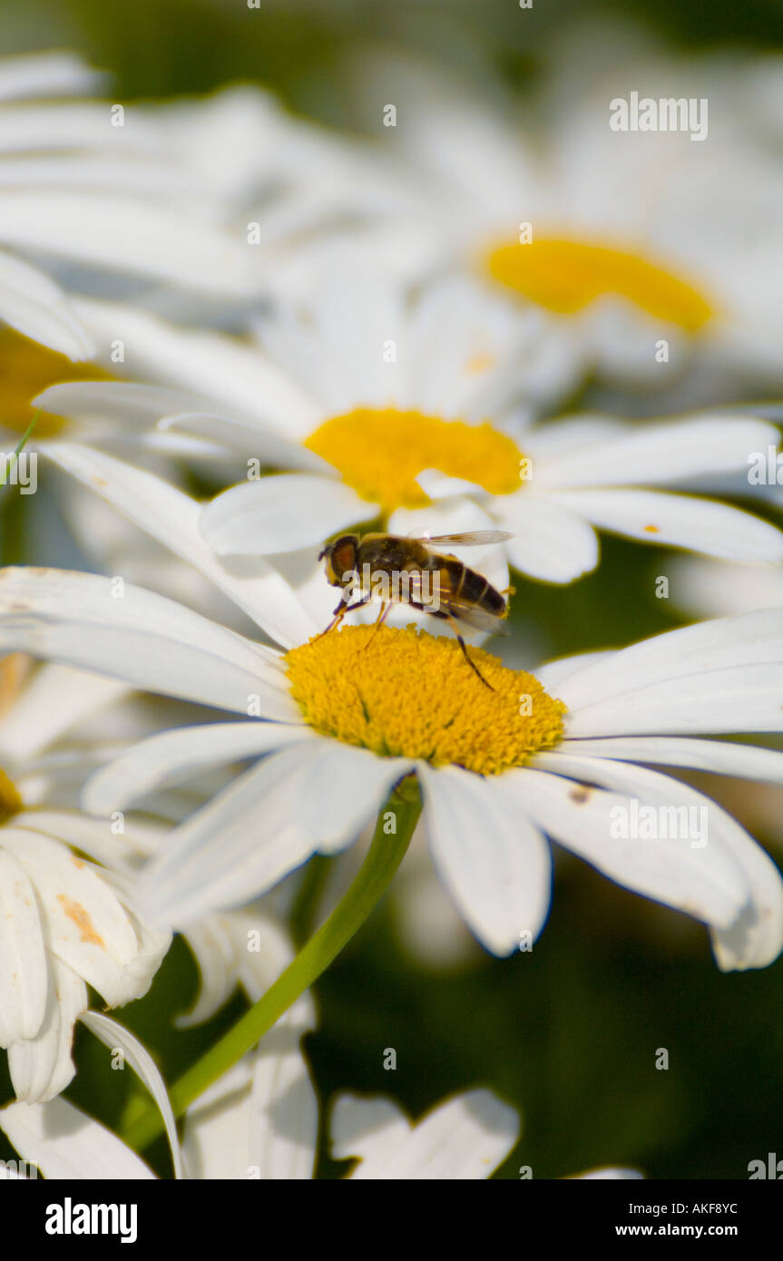 Bee on daisy Stock Photo - Alamy