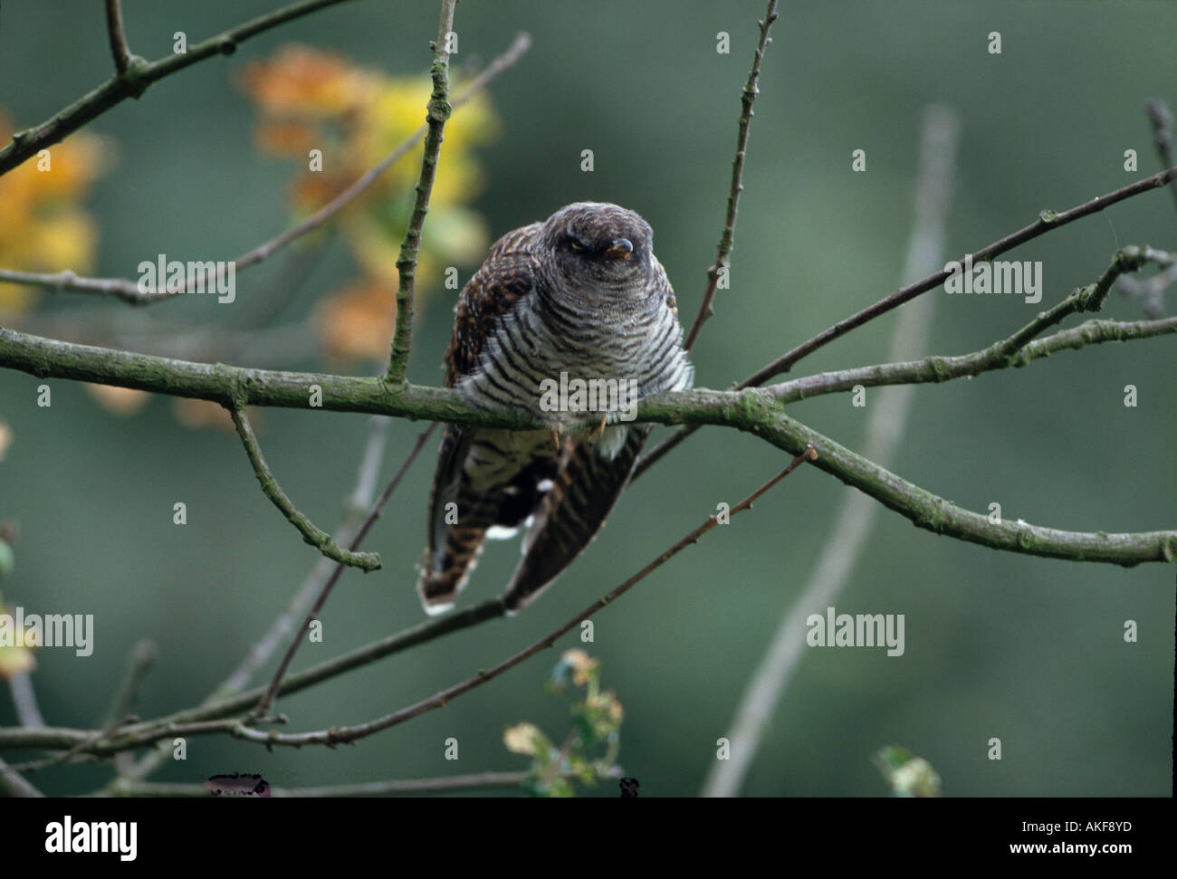 Cuckoo Cuculus canorus Perched front view September Stock Photo - Alamy