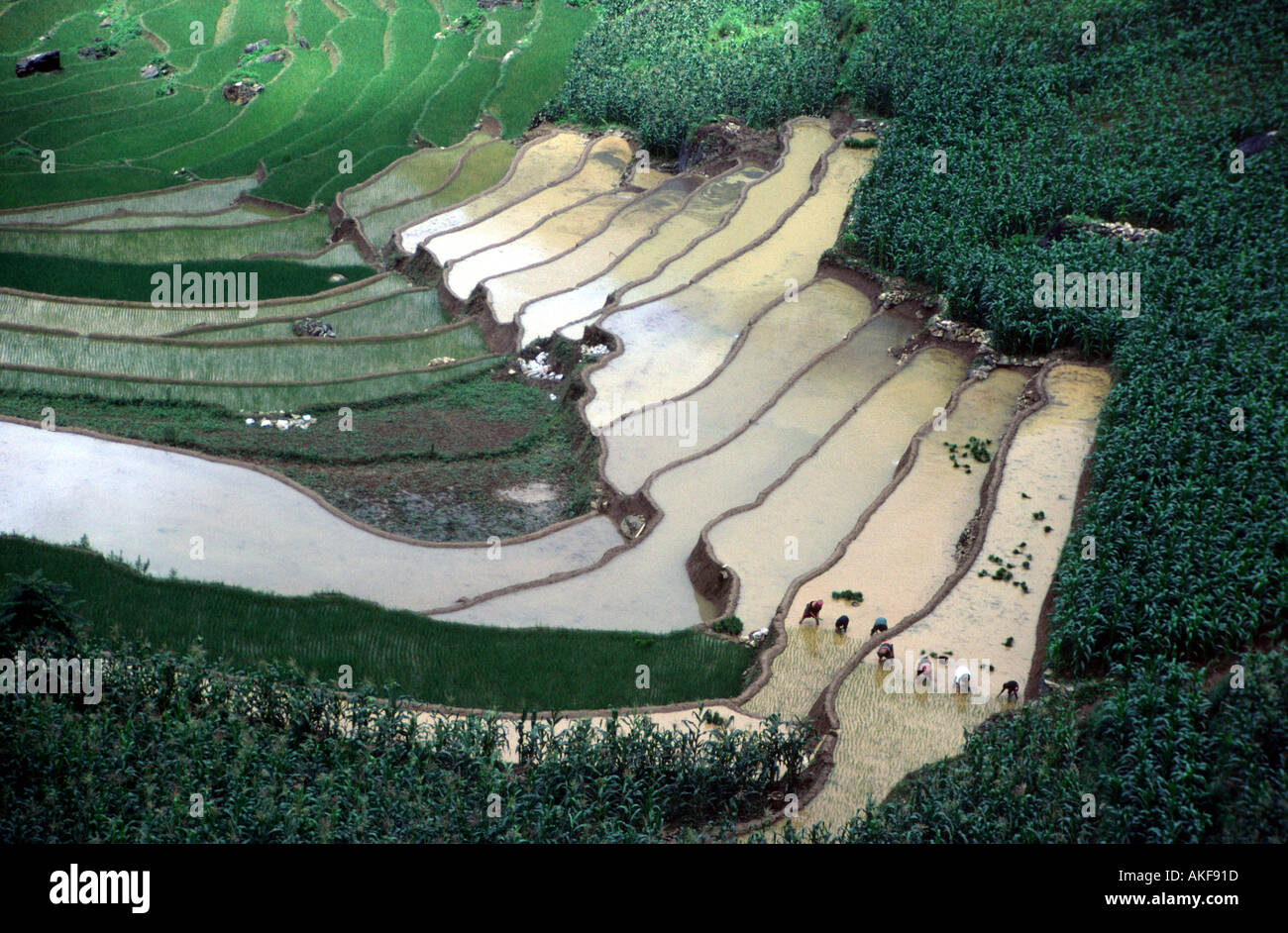 Looking down at terraced rice paddies Stock Photo - Alamy