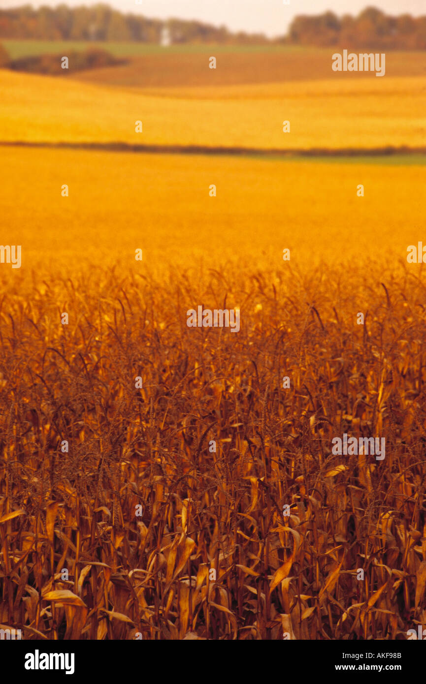 Field at dawn Stock Photo - Alamy
