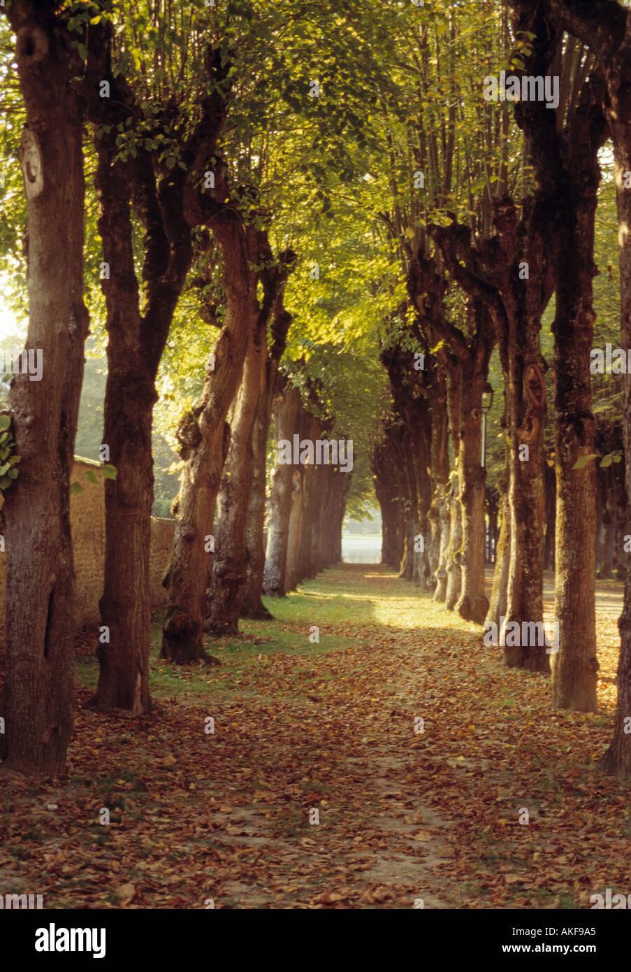 Trees forming tunnel Stock Photo - Alamy