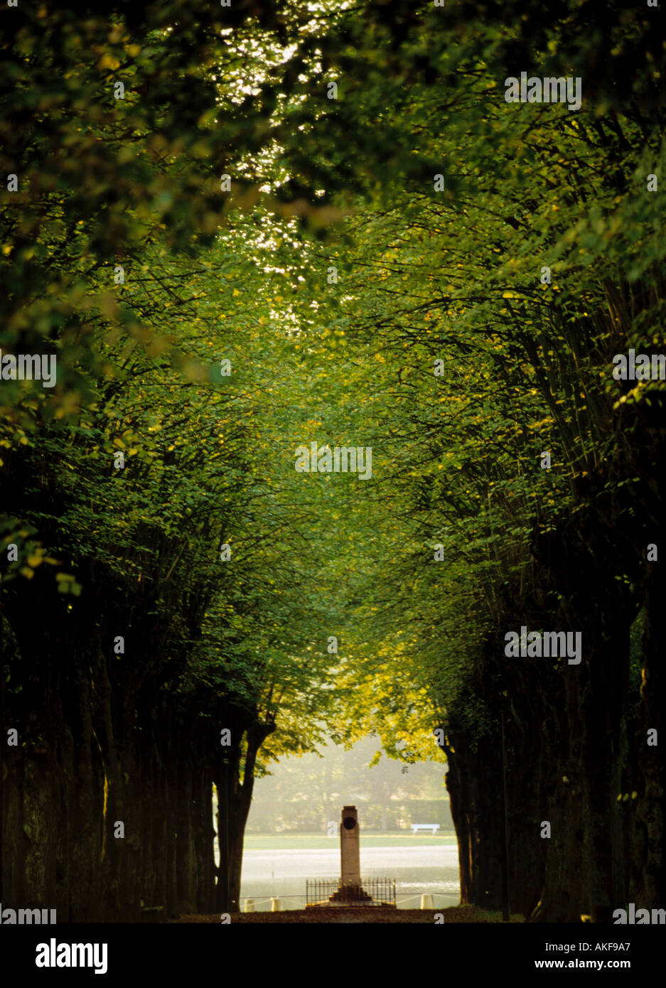 Trees forming tunnel Stock Photo - Alamy