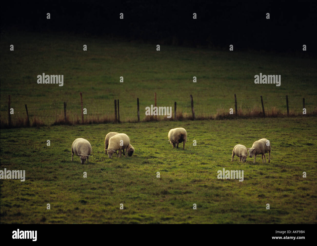 Sheep in france hi-res stock photography and images - Alamy