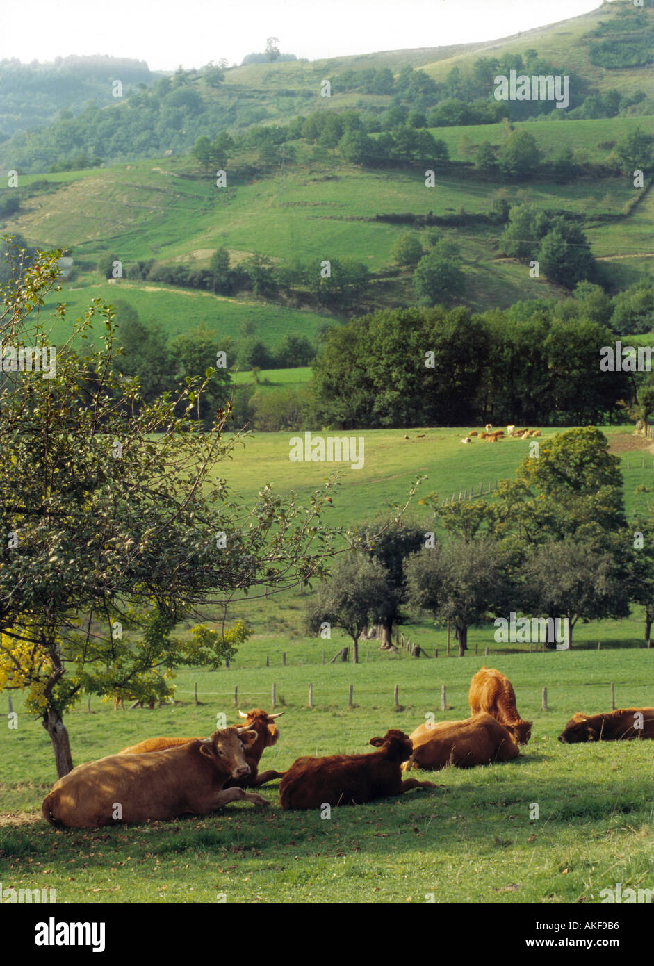 Cattle relaxing in French pasture Stock Photo - Alamy