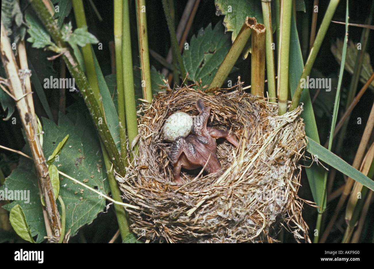 Cuckoo egg cuculus canorus hi-res stock photography and images - Alamy