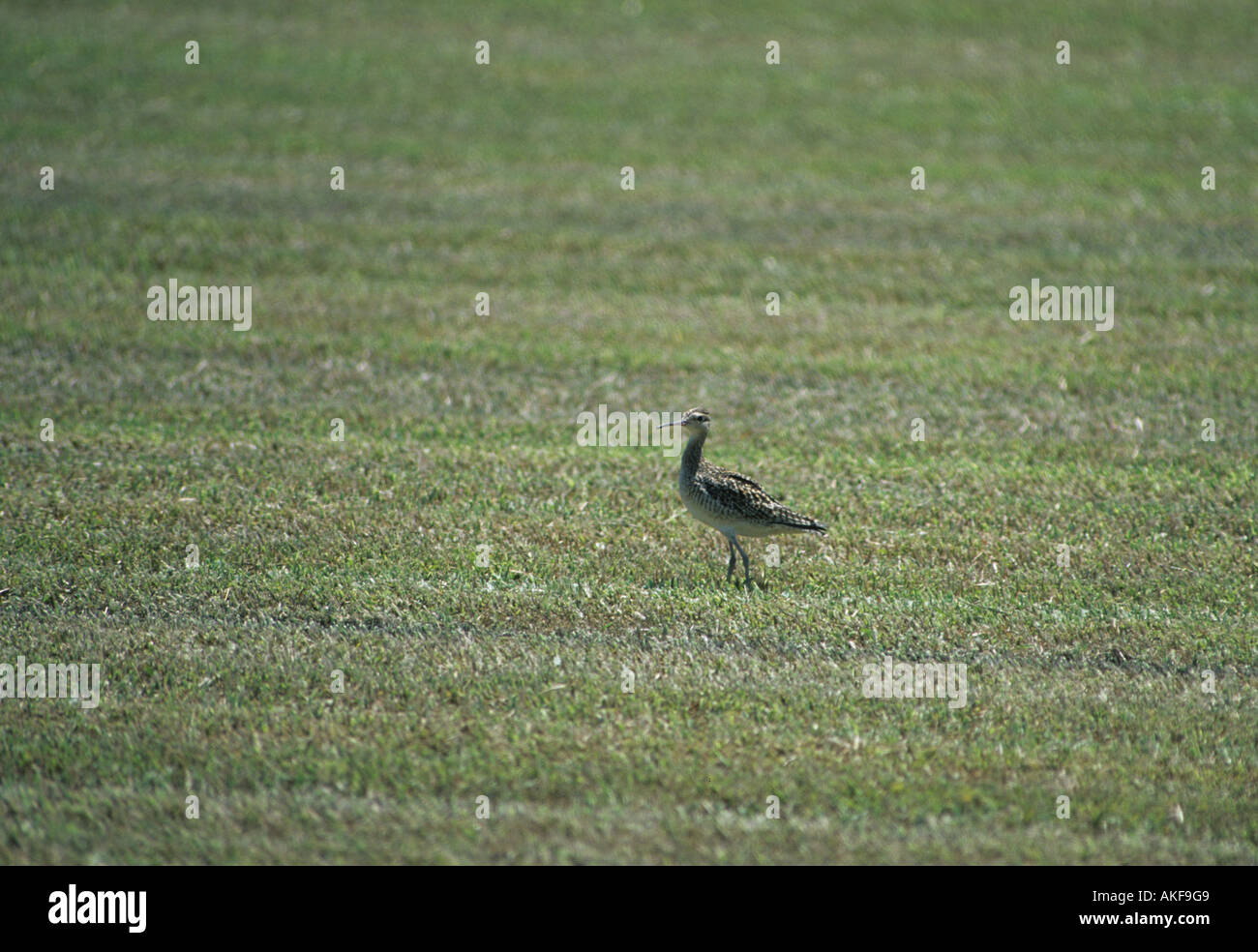 Little Curlew Numenius minutus Australia Stock Photo - Alamy