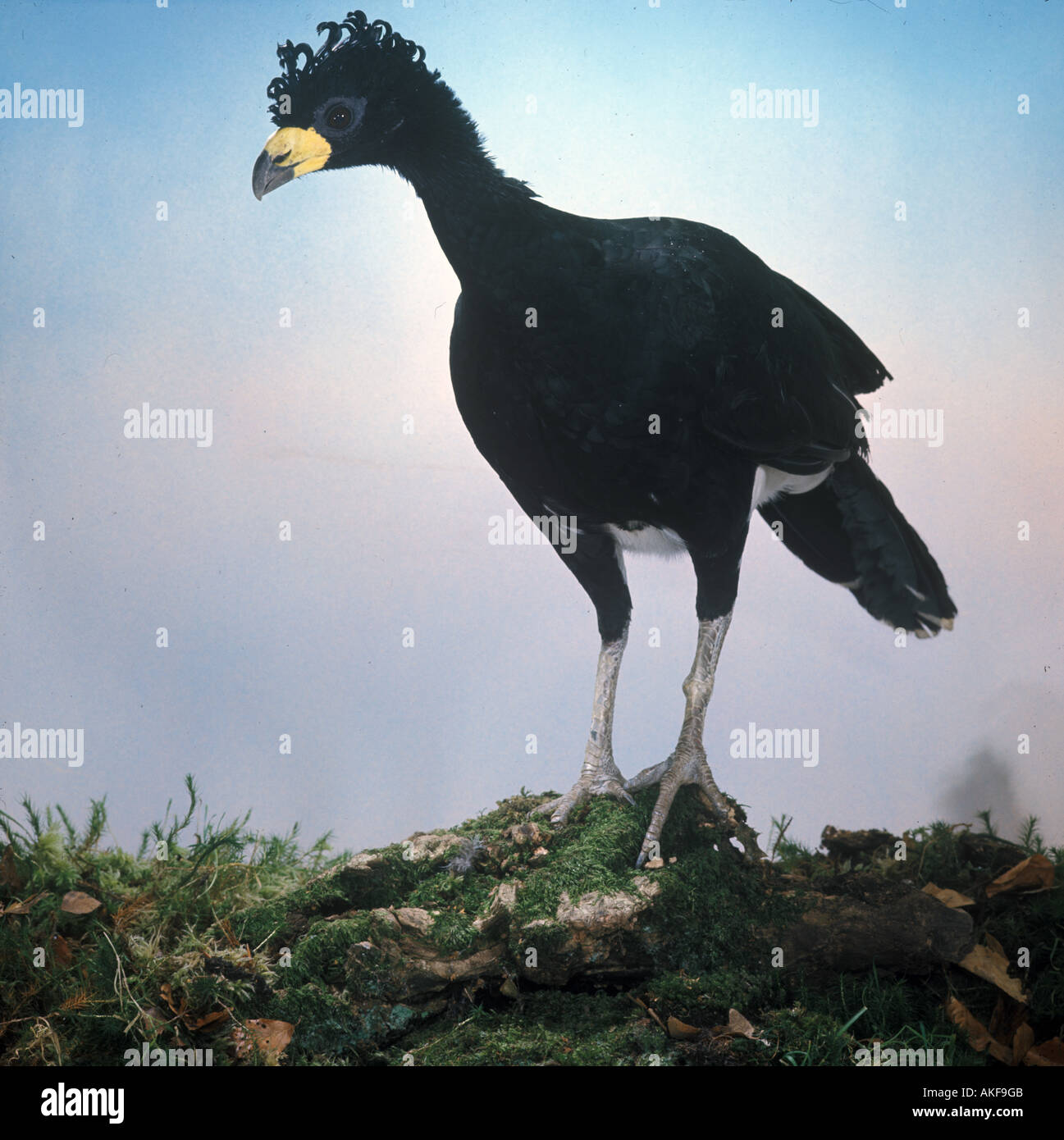 Curassows hi-res stock photography and images - Alamy