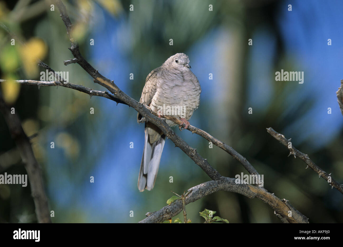 Inca Dove Columbina inca Stock Photo - Alamy