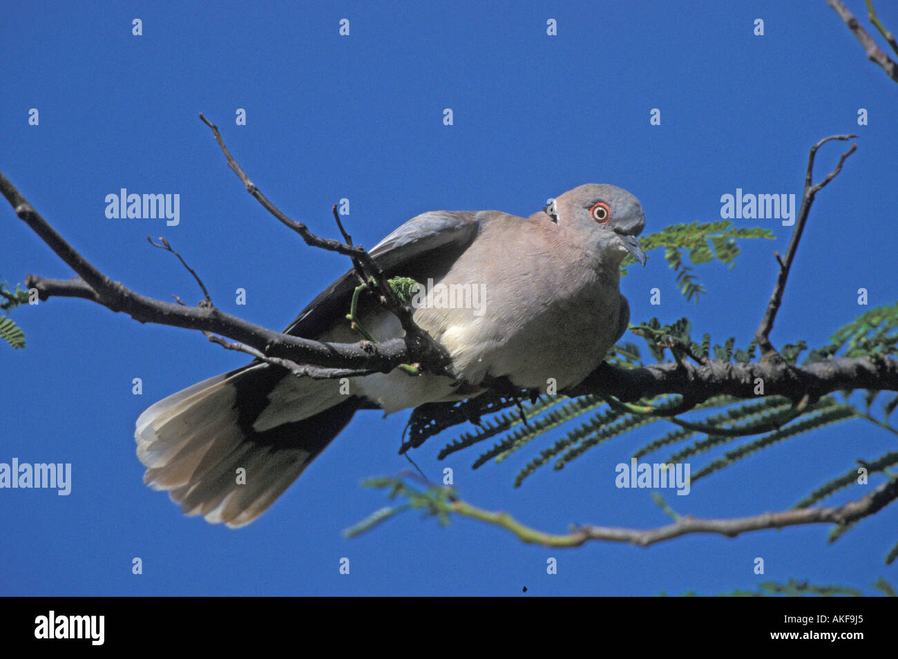 African Mourning Dove Streptopelia decipiens Kenya Stock Photo - Alamy