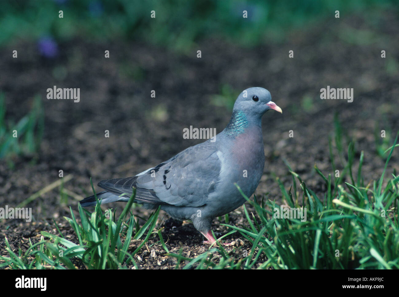 Oenas hi-res stock photography and images - Alamy