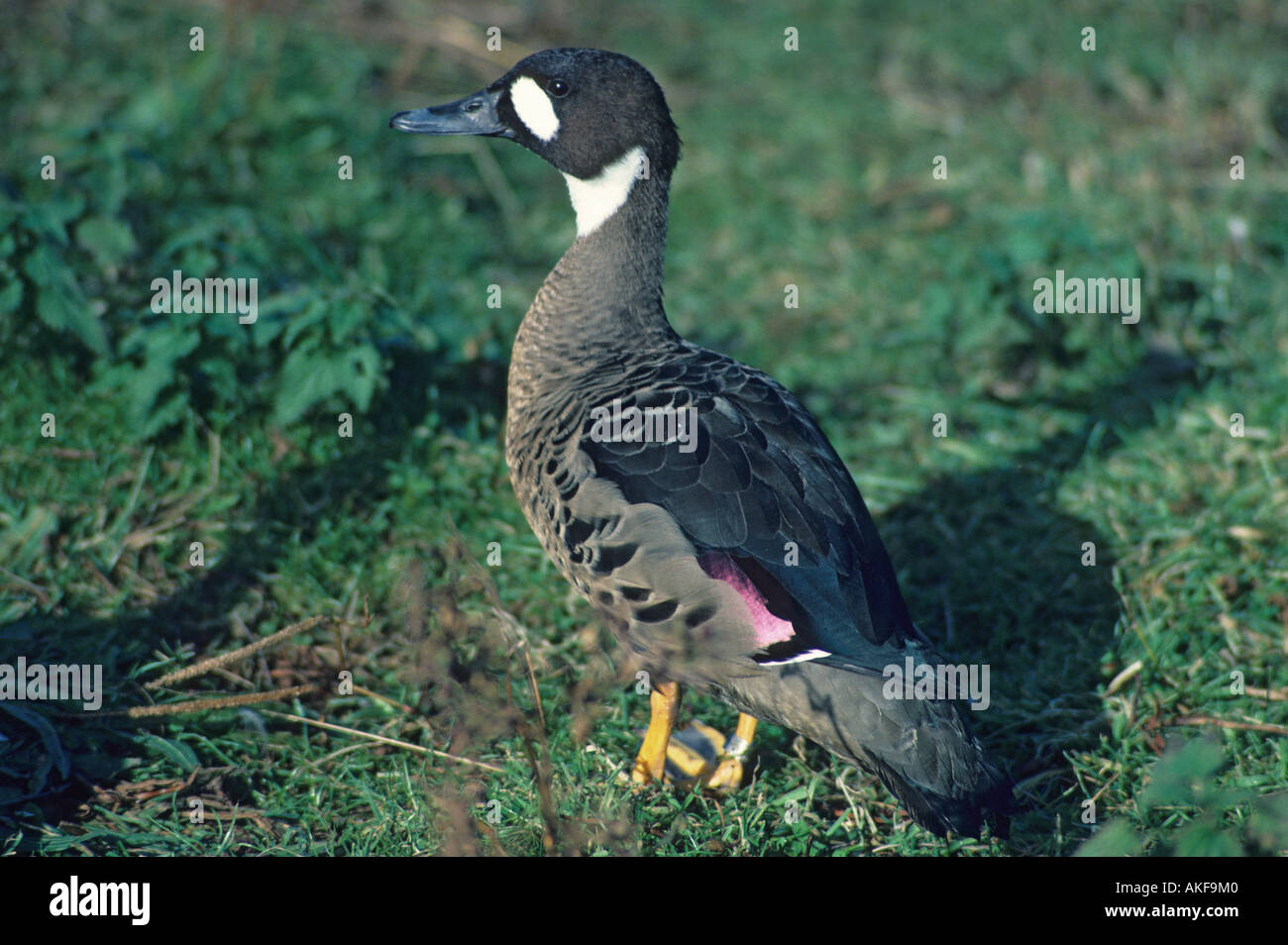 Bronze winged Duck Anas specularis Spectacled Duck Standing Stock Photo ...
