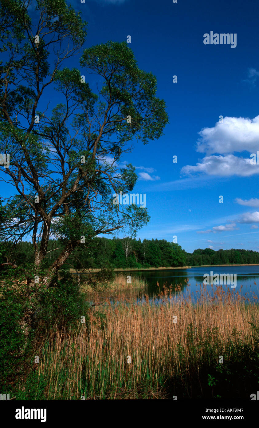 Labanoras hi-res stock photography and images - Alamy