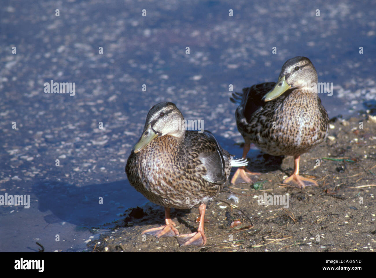 Mallard Duck Anas platyrhynchos Two males in eclipse plumage Stock ...