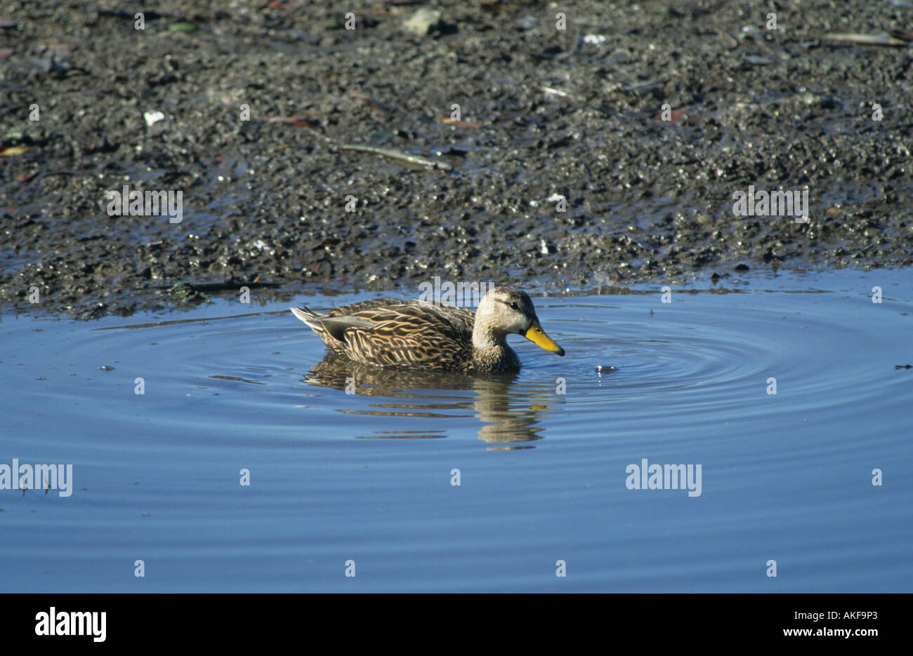 Mottled ducks anas fulvigula hi-res stock photography and images - Alamy