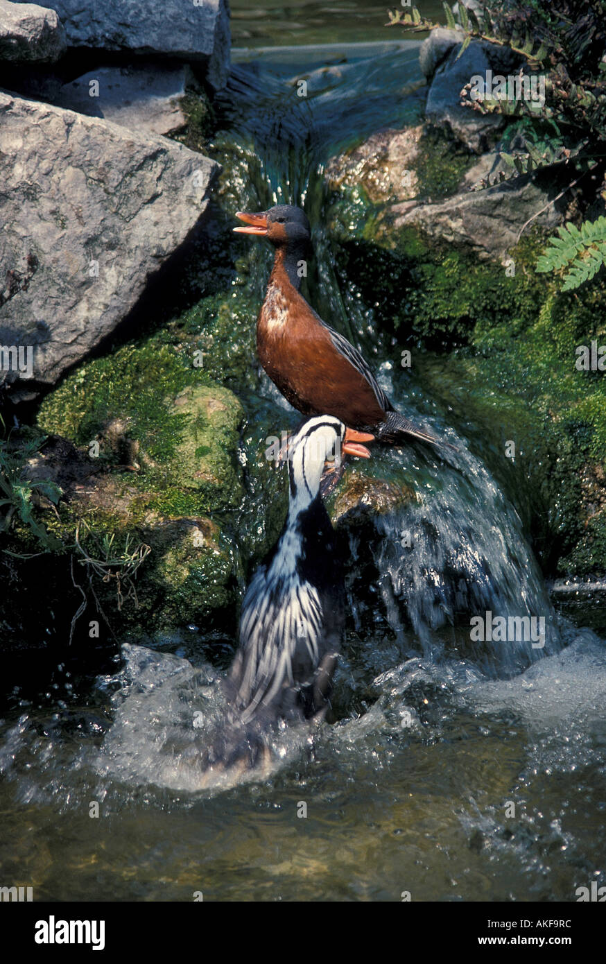 Torrent Duck Merganetta armata Pair in fast running water calling S ...