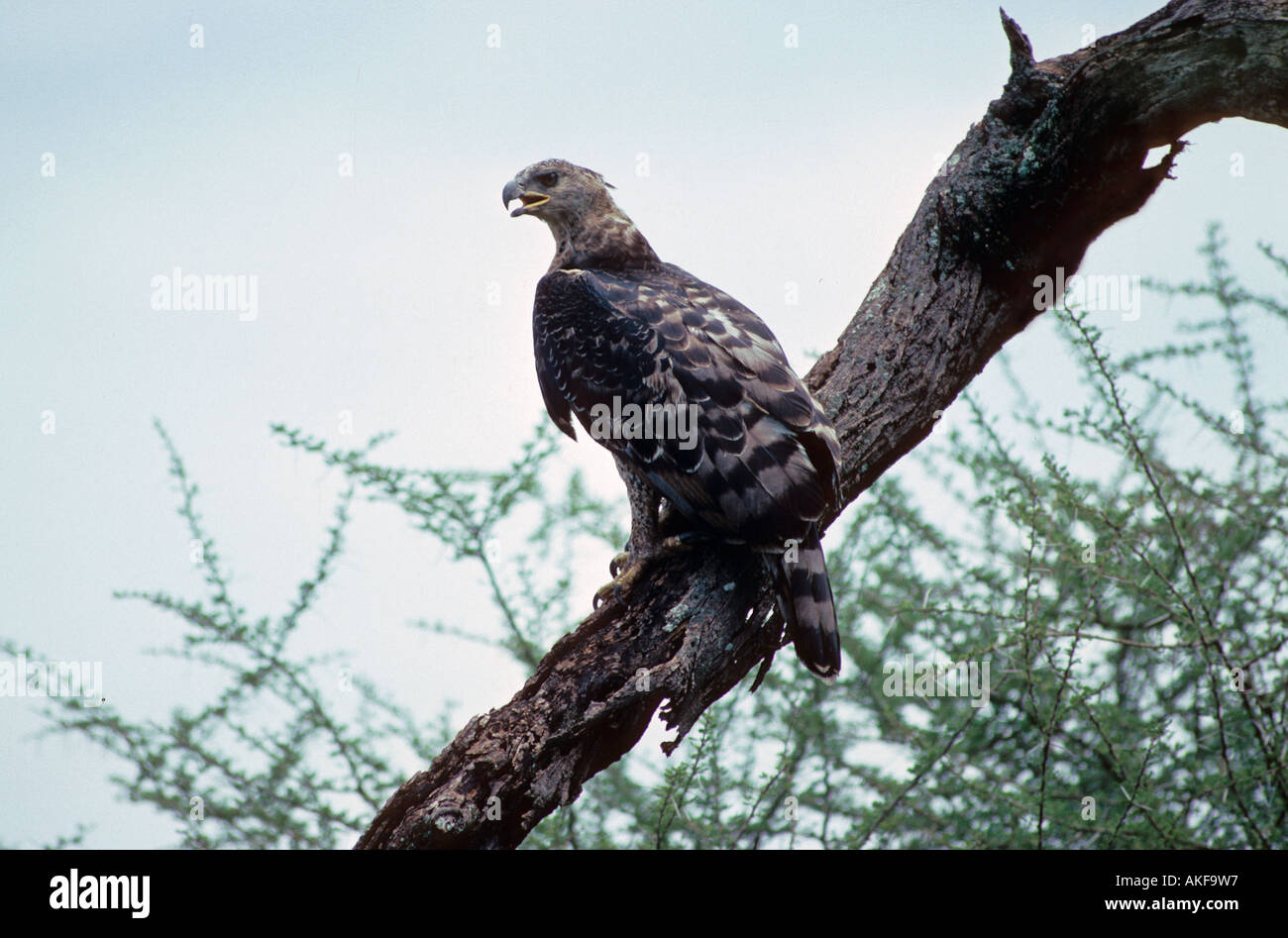 Crowned Hawk eagle Stephanoaetus coronatus On branch calling, 2 to 3 ...