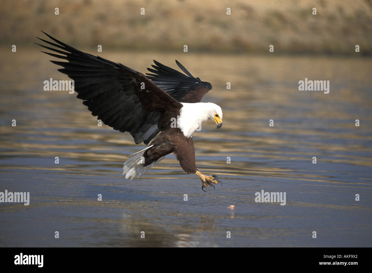 African Fish Eagle Haliaeetus vocifer Picking fish from water Kenya ...