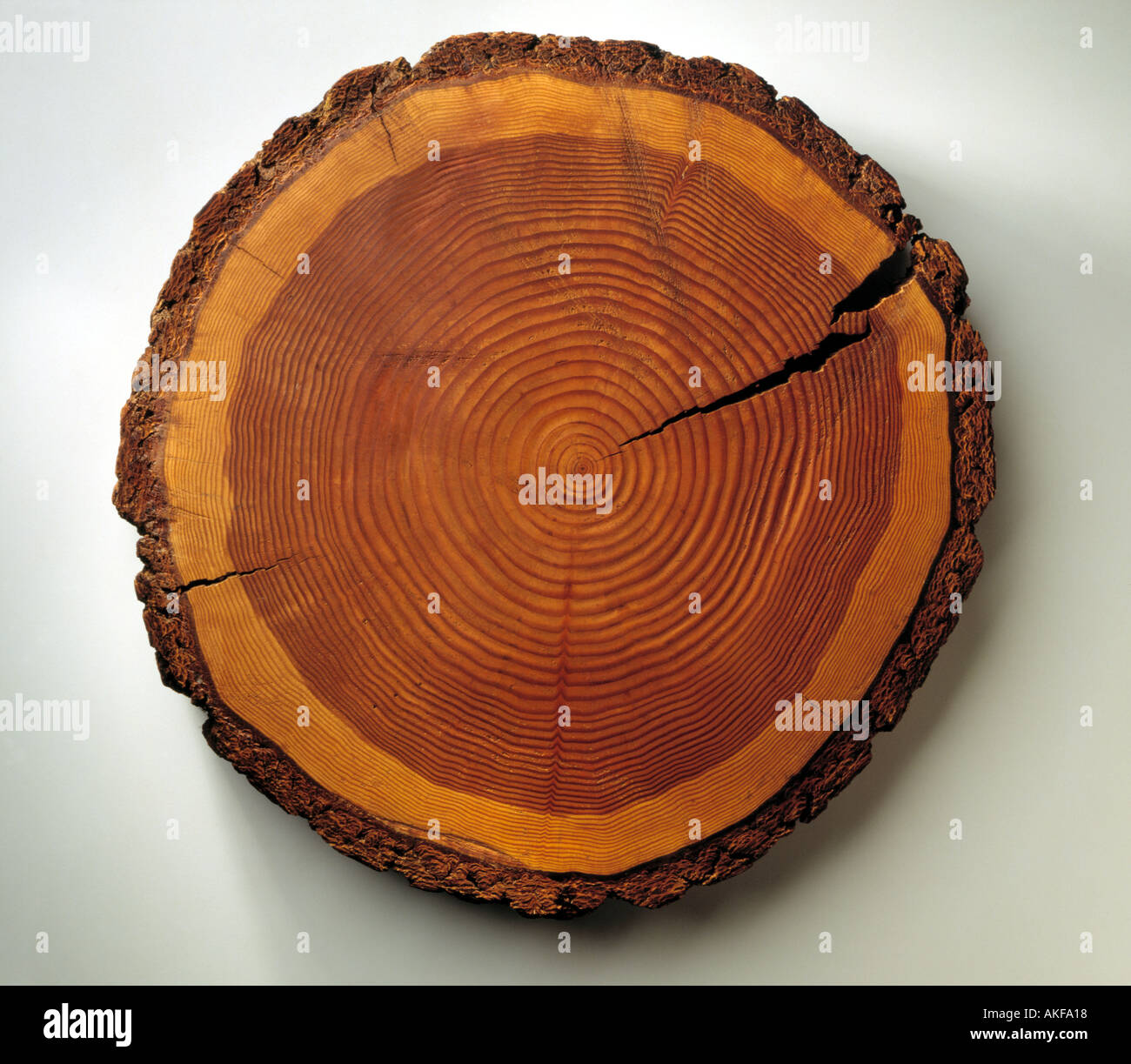 Rings of douglas fir tree hi-res stock photography and images - Alamy