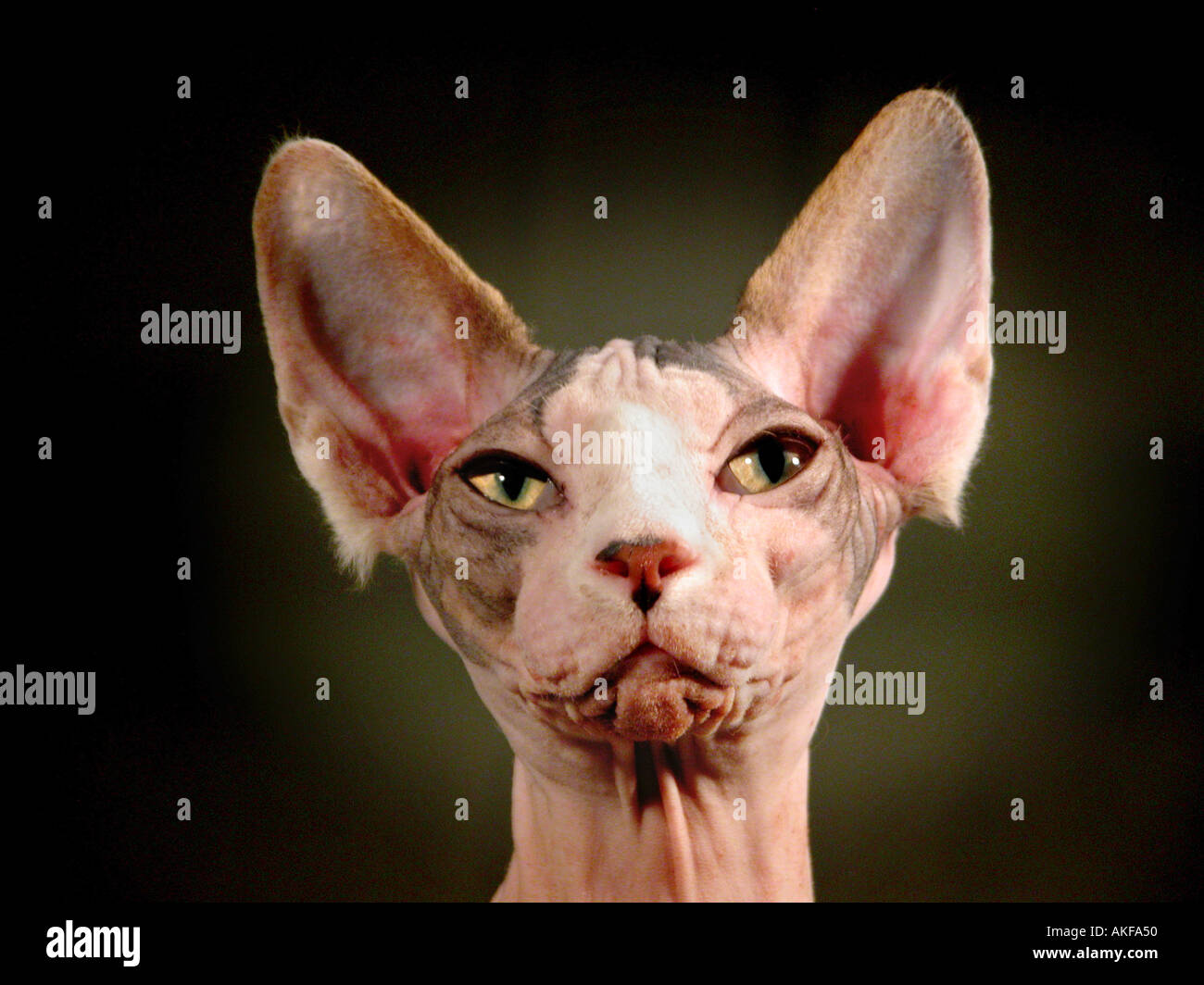 American Longhair Cat High Resolution Stock Photography and Images - Alamy