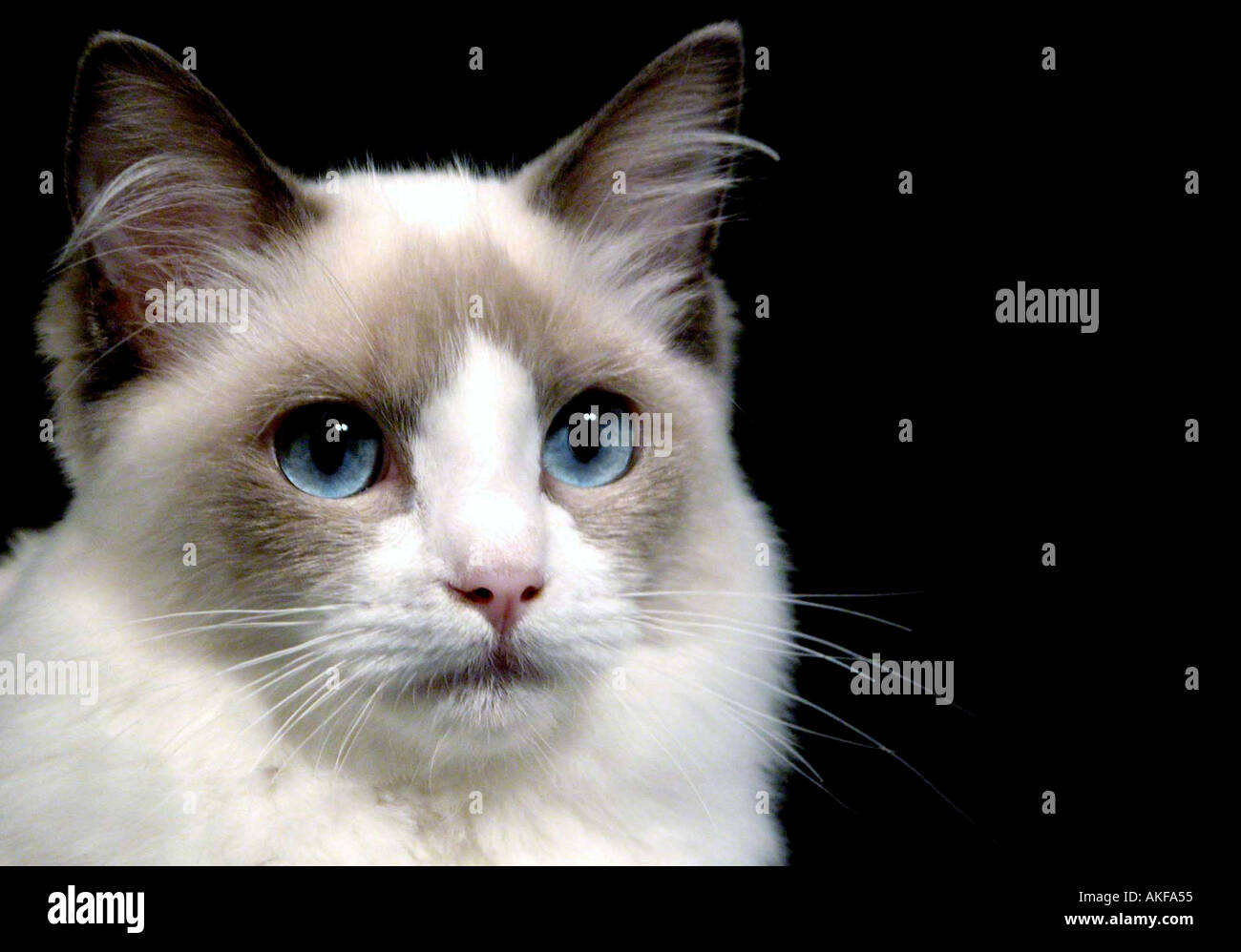 Winner cat show hi-res stock photography and images - Alamy