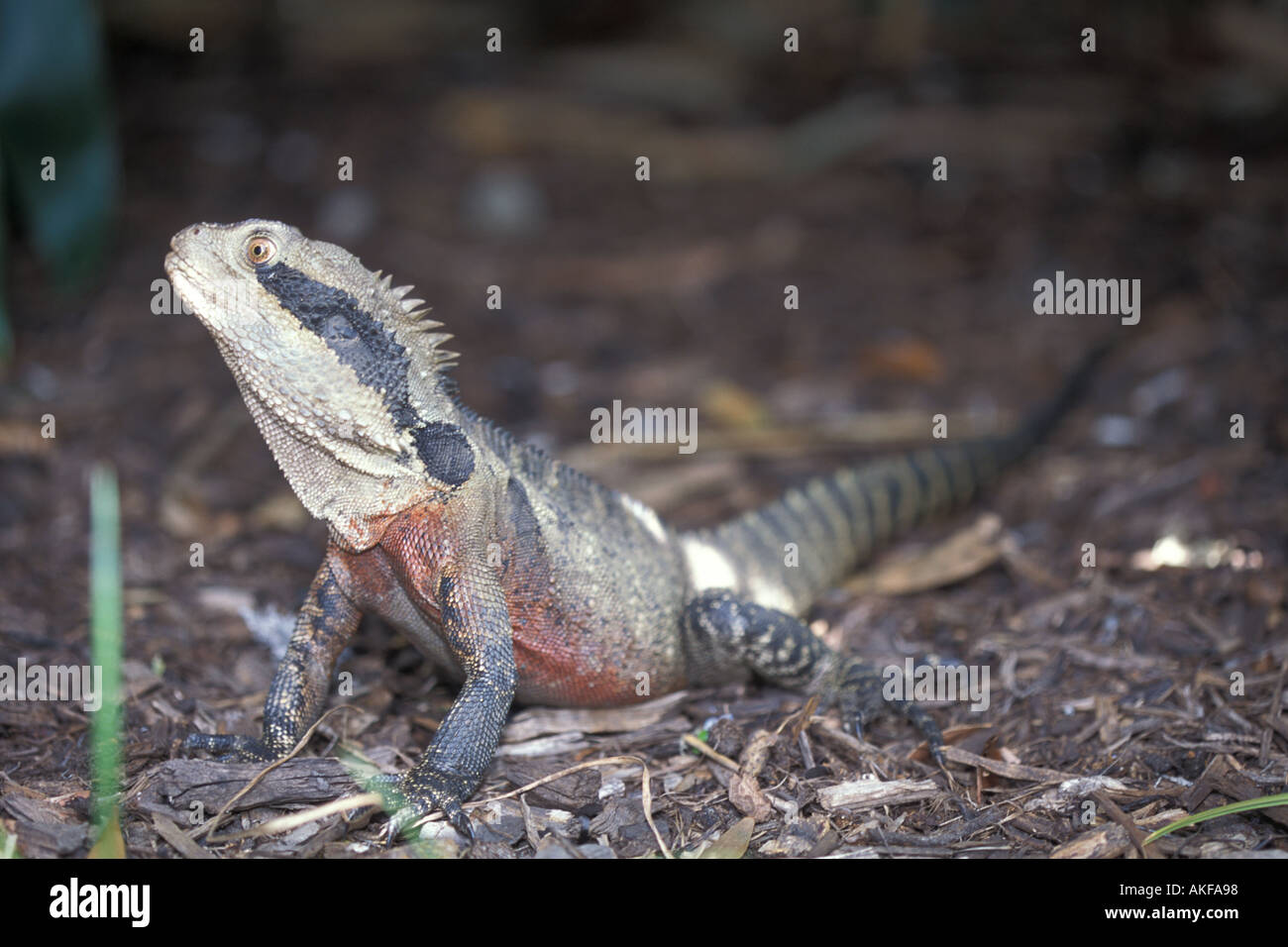 Small lizard looks alert Stock Photo - Alamy