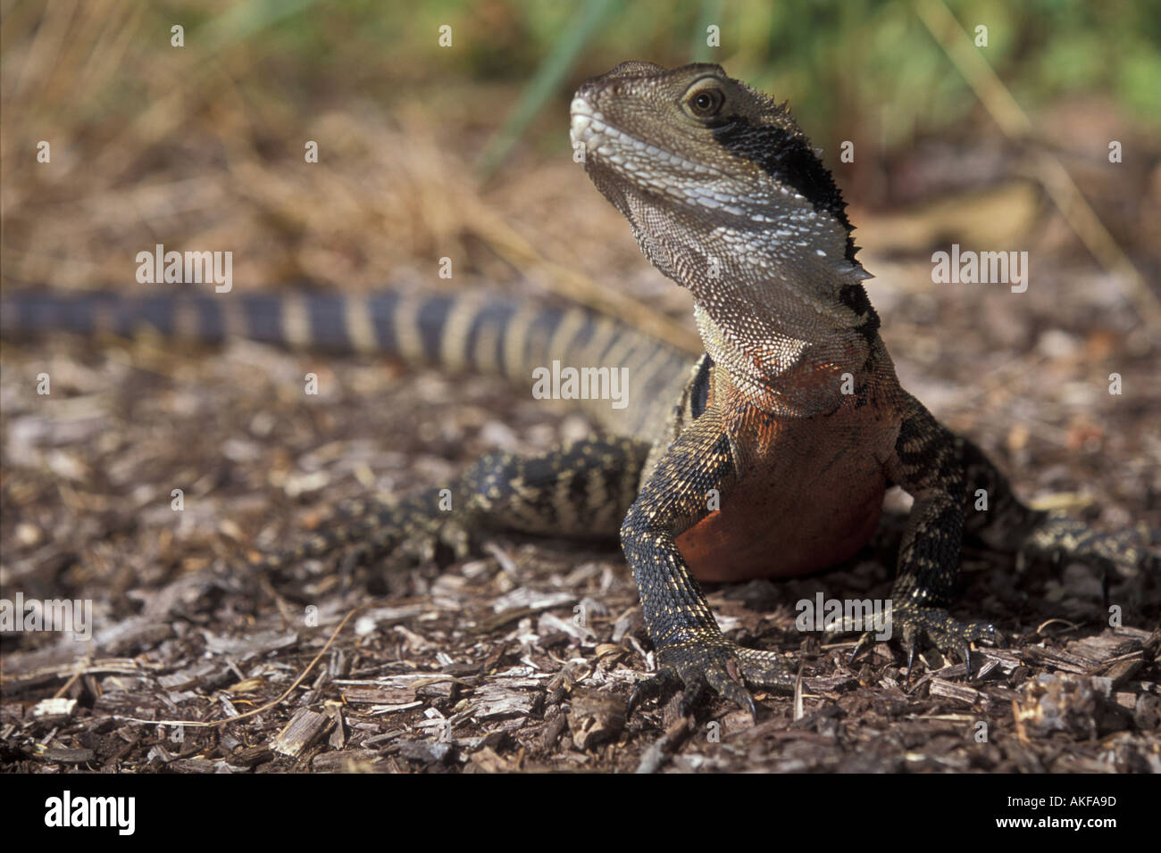 Small lizard looks alert Stock Photo - Alamy