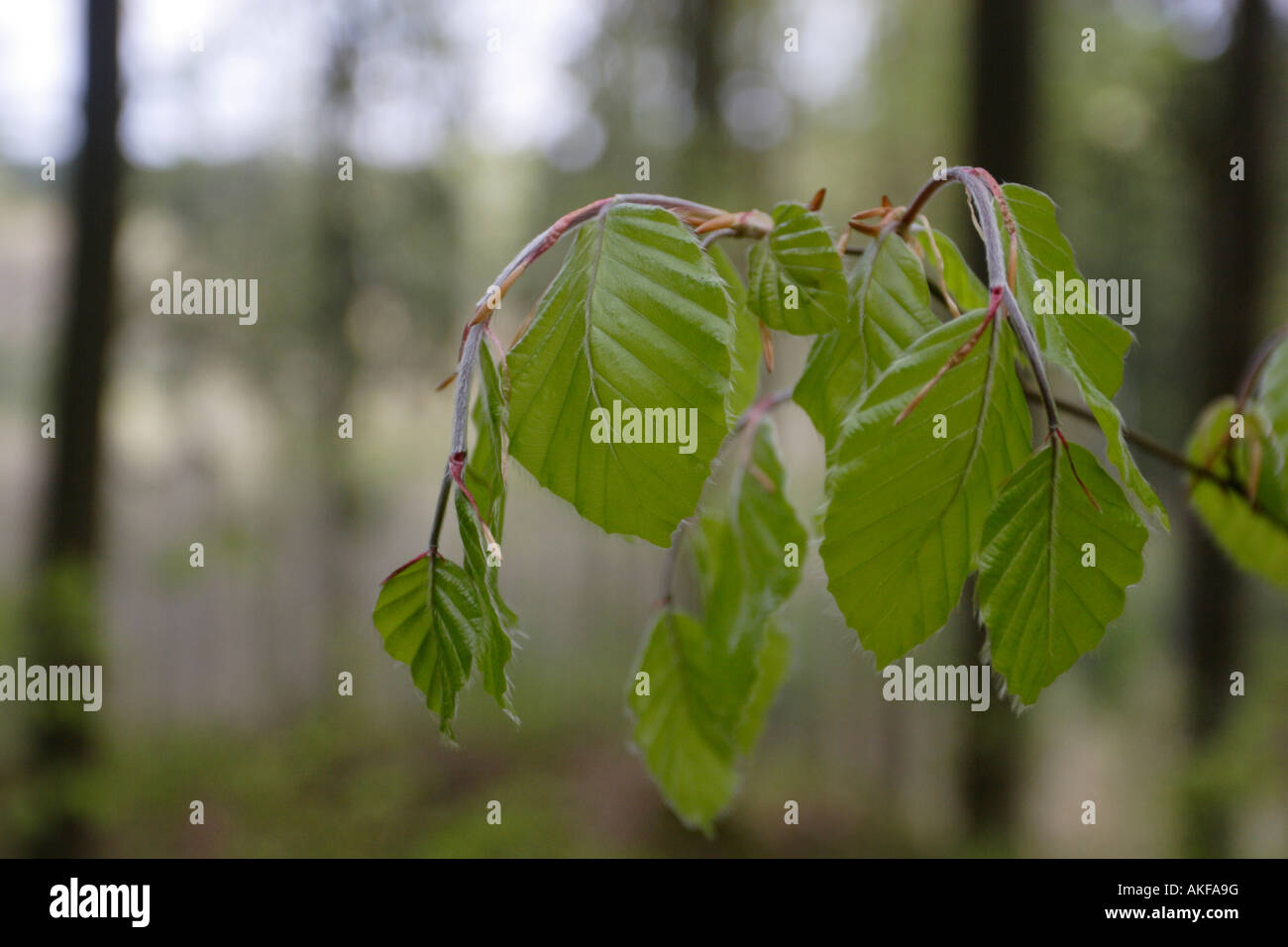 Beech trees in spring Stock Photo - Alamy
