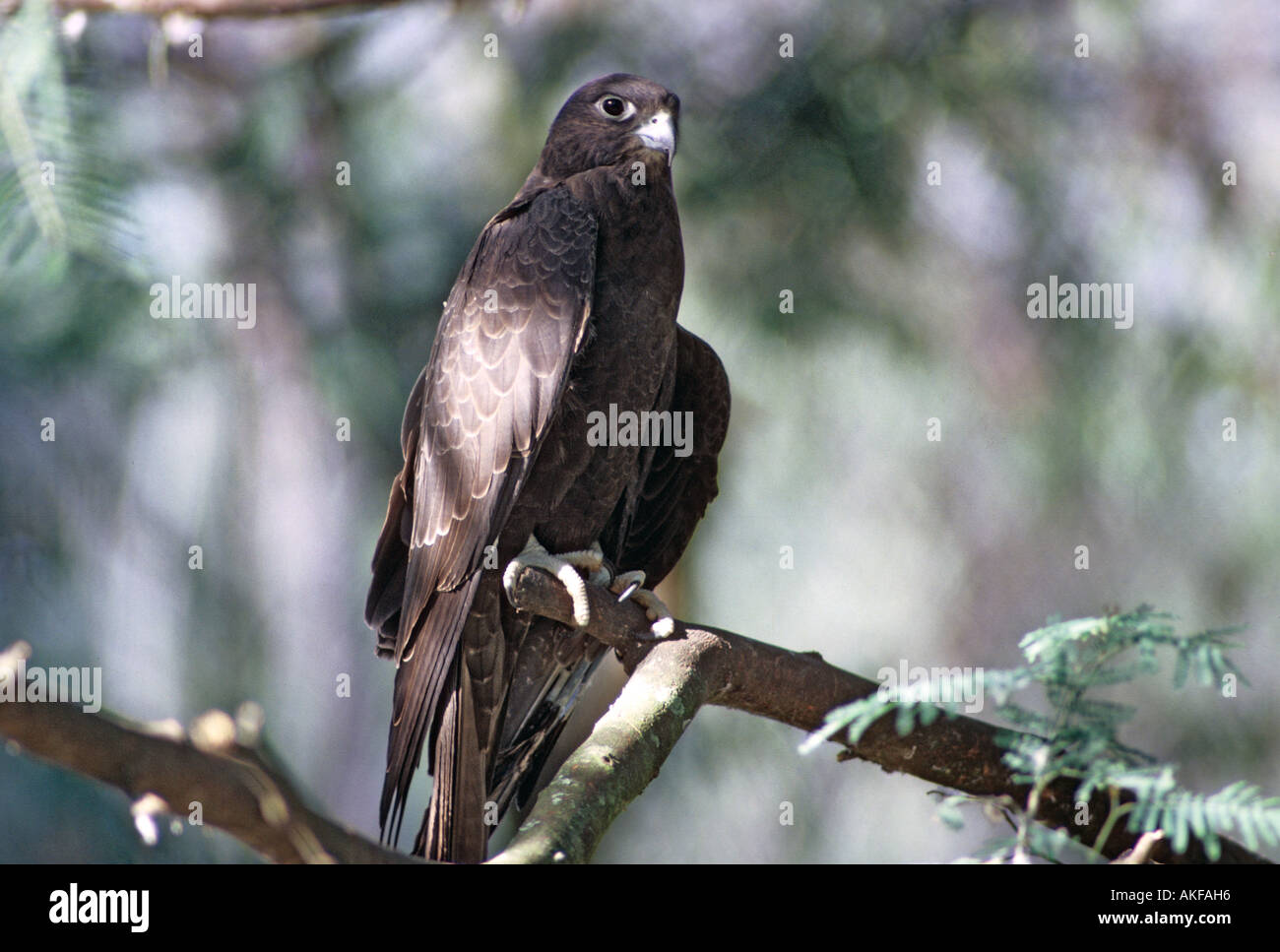 Black Falcon Bird