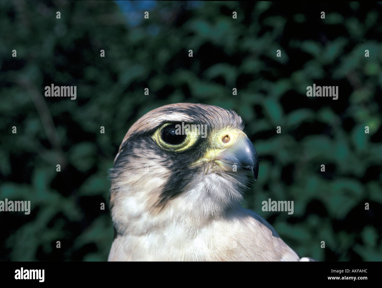 Biarmicus hi-res stock photography and images - Alamy