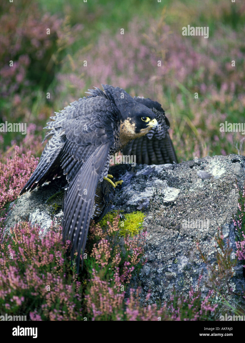 Mantling hi-res stock photography and images - Alamy