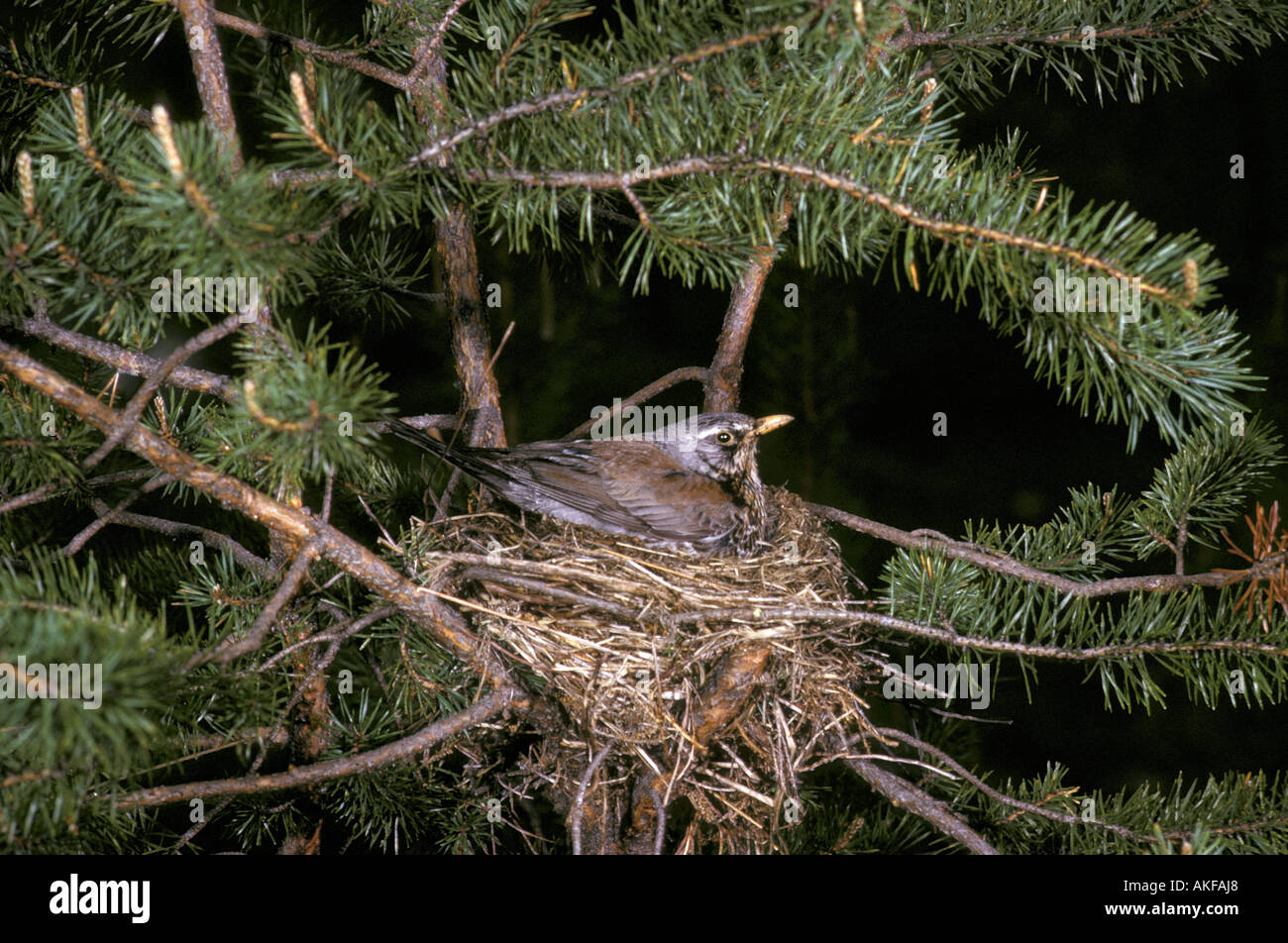 Fieldfare Turdus pilaris sitting on nest Stock Photo - Alamy