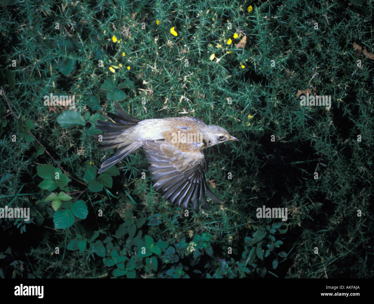Fieldfare Turdus pilaris In flight Stock Photo - Alamy