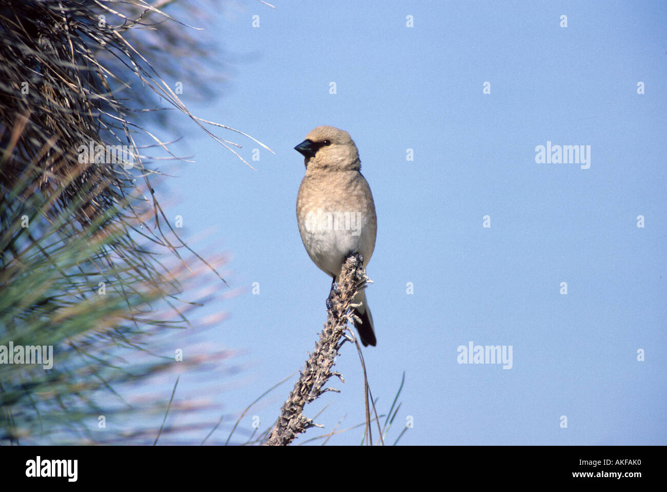 Desert Finch Rhodopechys obsoleta perched on grass Stock Photo - Alamy
