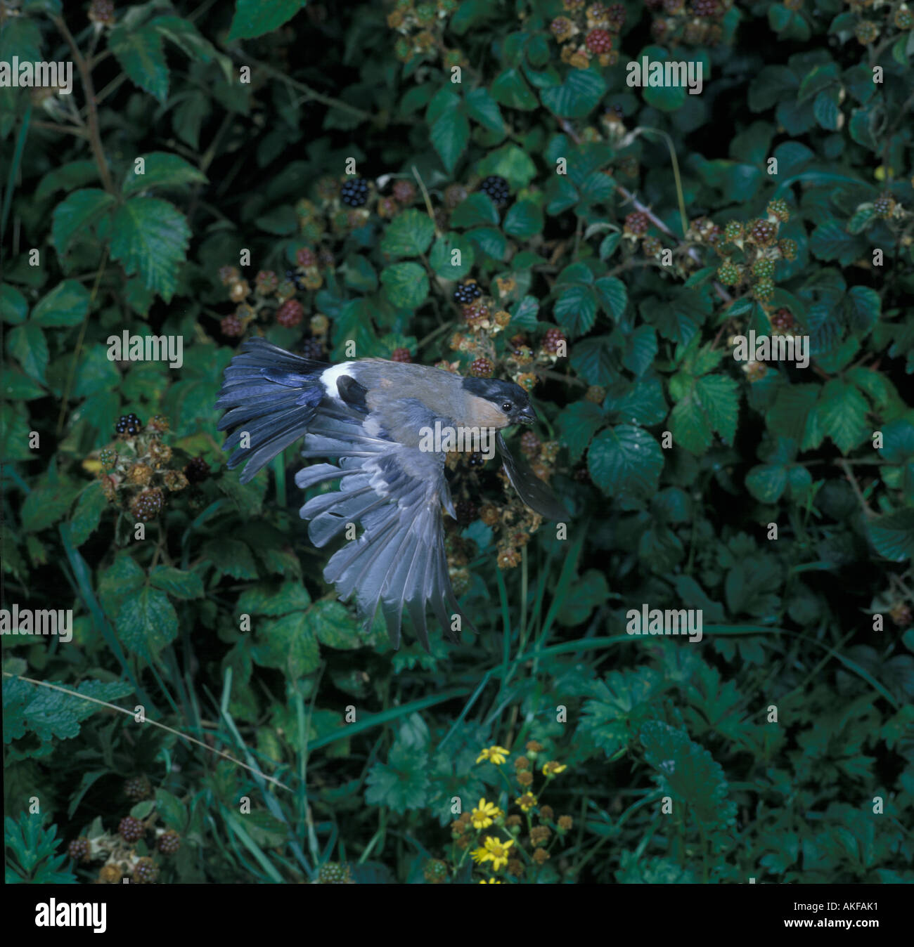 Flying pyrrhula pyrrhula hi-res stock photography and images - Alamy