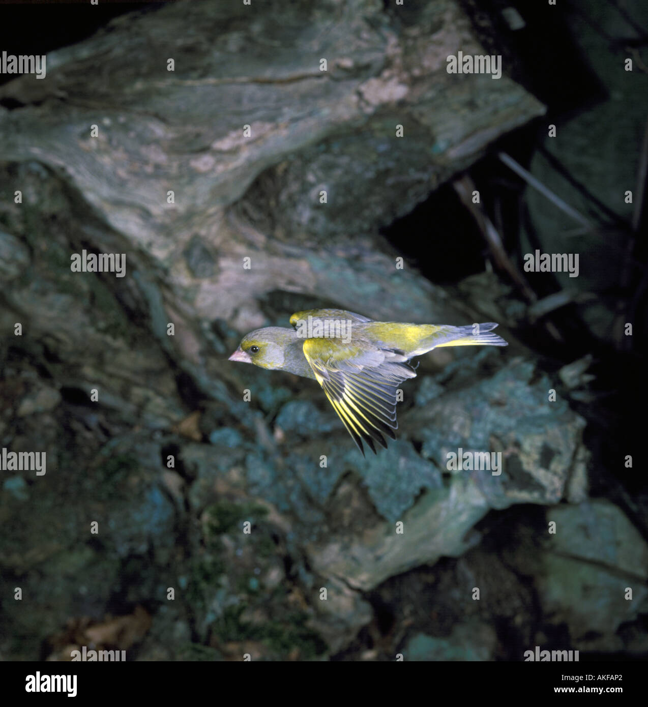 Male greenfinch in flight hi-res stock photography and images - Alamy