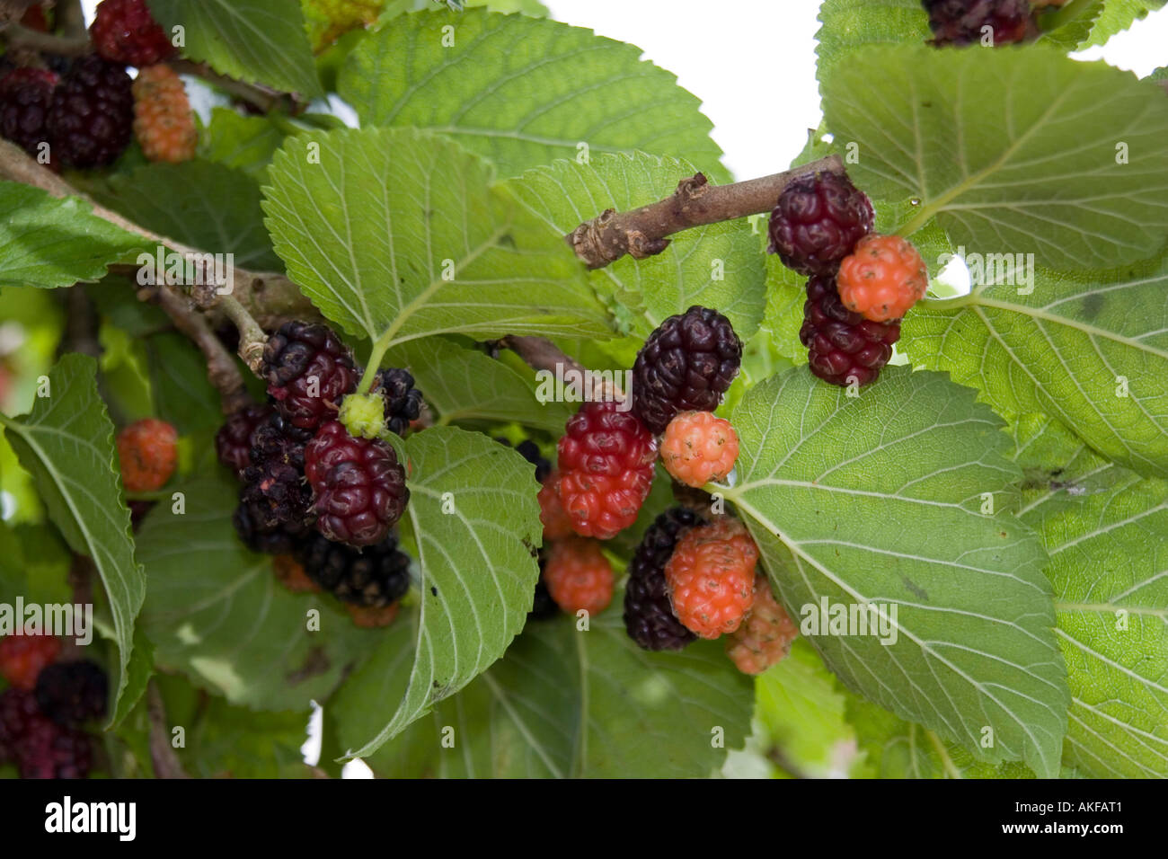 leaf and fruit of common mulberry Stock Photo - Alamy