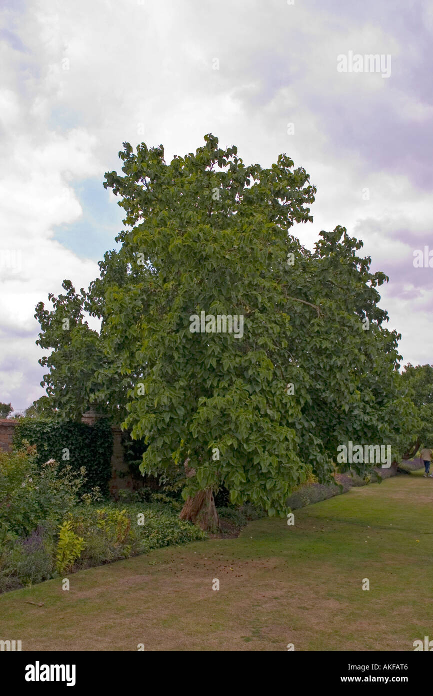 Common mulberry morus nigra hi-res stock photography and images - Alamy
