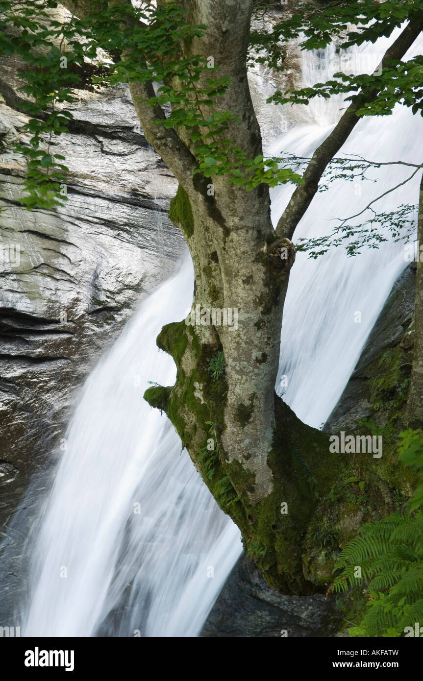 beech tree and waterfall, verzasca valley, switzerland Stock Photo - Alamy