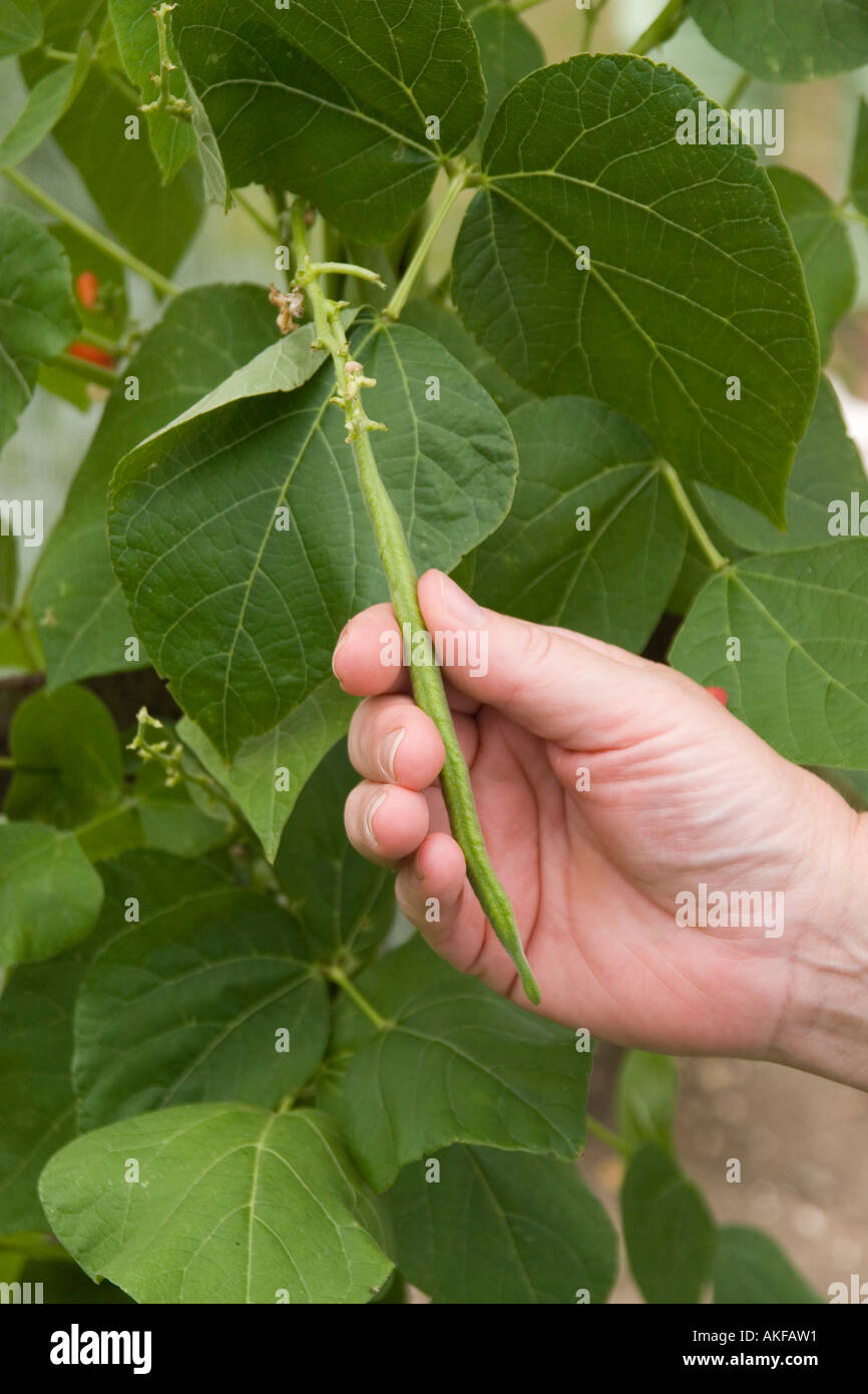picking runner bean Stock Photo - Alamy