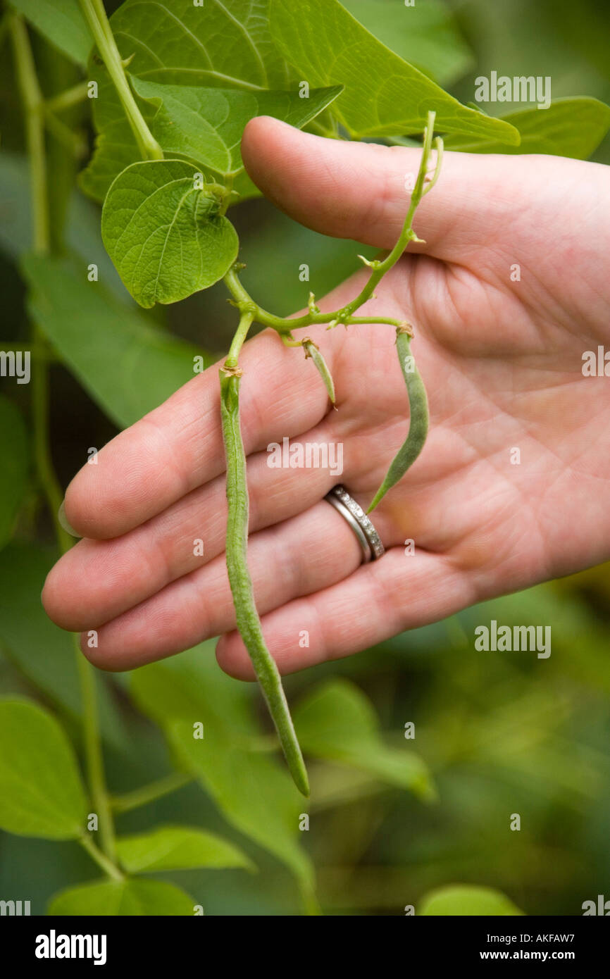 Runnerbean hi-res stock photography and images - Alamy