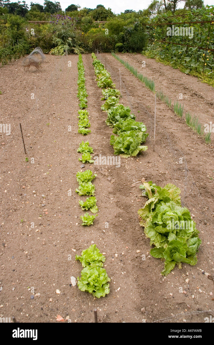 vegetable garden with lettace and onions Stock Photo - Alamy