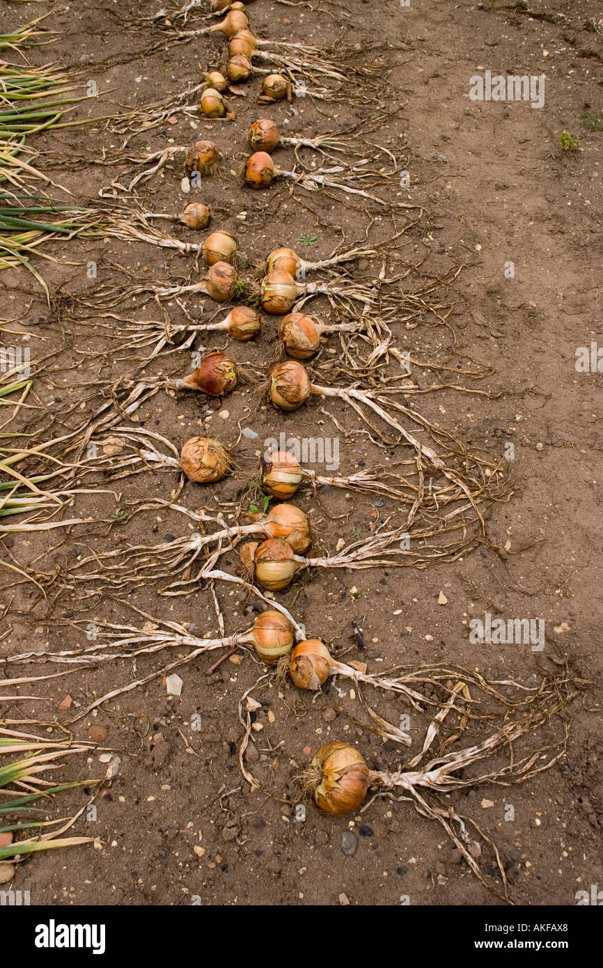 Vegitata hi-res stock photography and images - Alamy