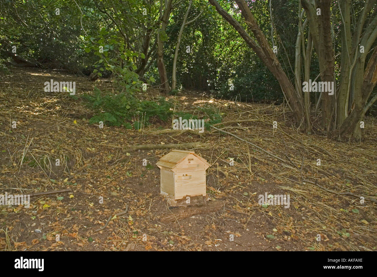Bumble Bee nest box in woodland setting Stock Photo - Alamy