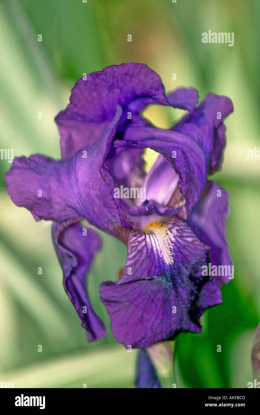 Irus hi-res stock photography and images - Alamy