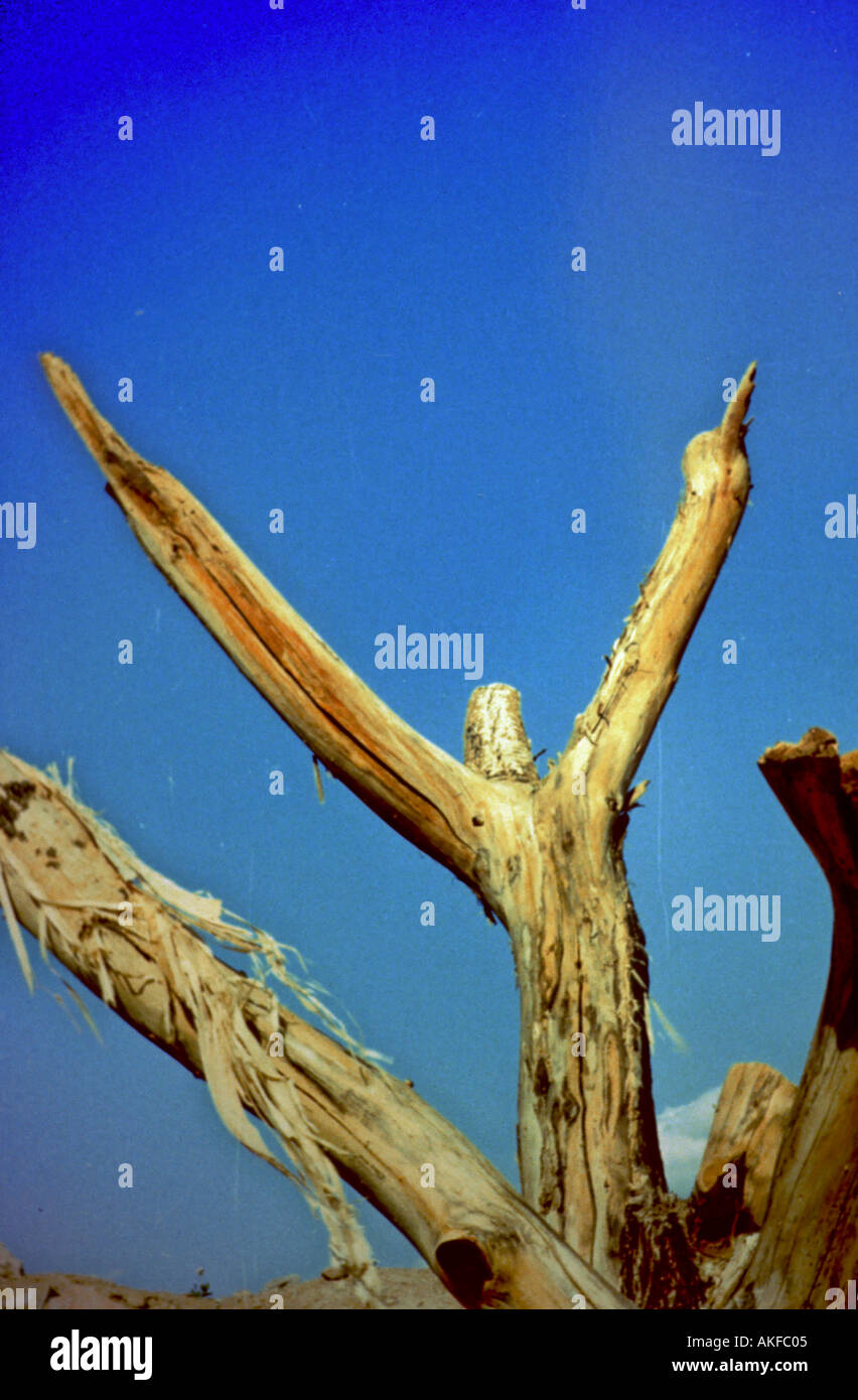 Dry Tree More 1 Stock Photo - Alamy