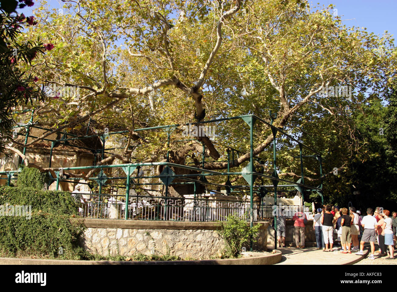 greece dodecanese kos view of ancient plane tree of hippocrates in kos ...
