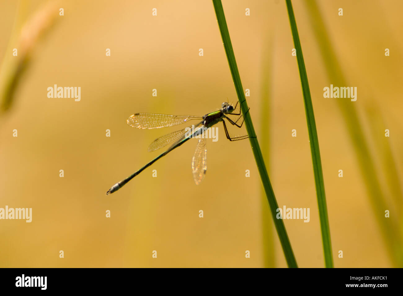Black Tail Damsel High Resolution Stock Photography and Images - Alamy
